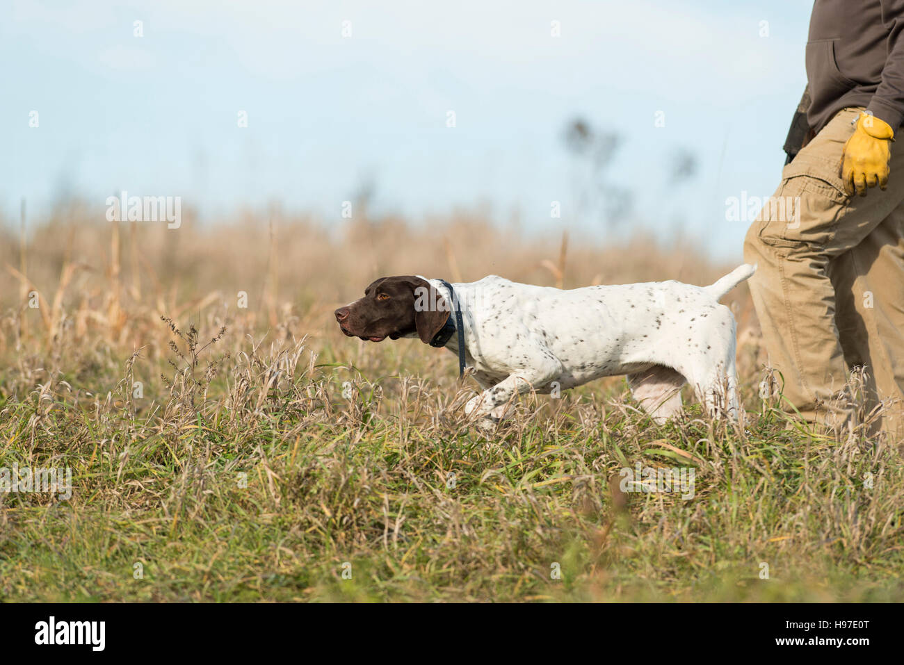 A German Shorthair Pointer out training Stock Photo - Alamy