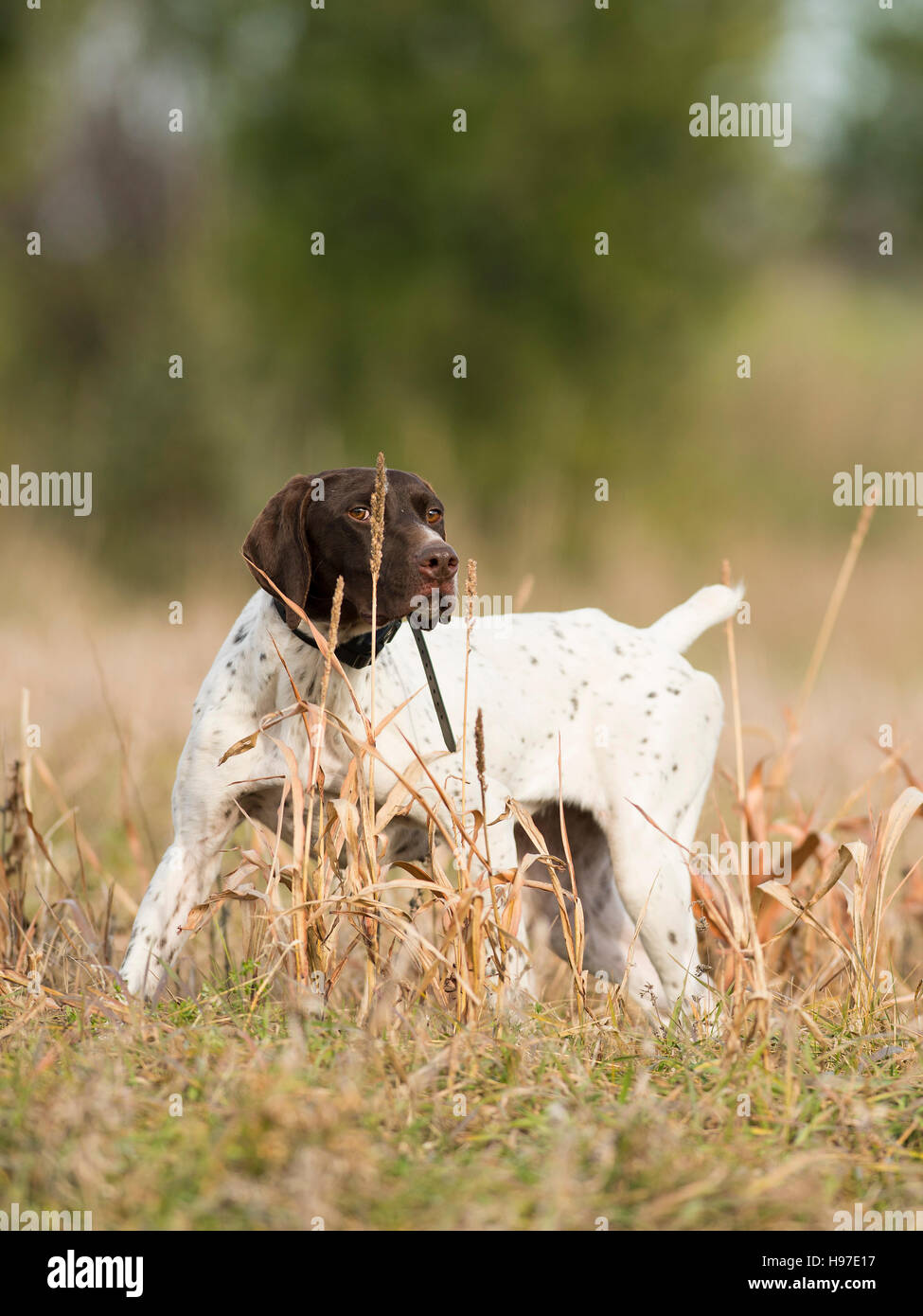 A German Shorthair Pointer out training Stock Photo - Alamy