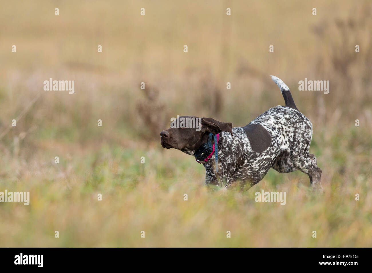 A German Shorthair Pointer out training Stock Photo - Alamy