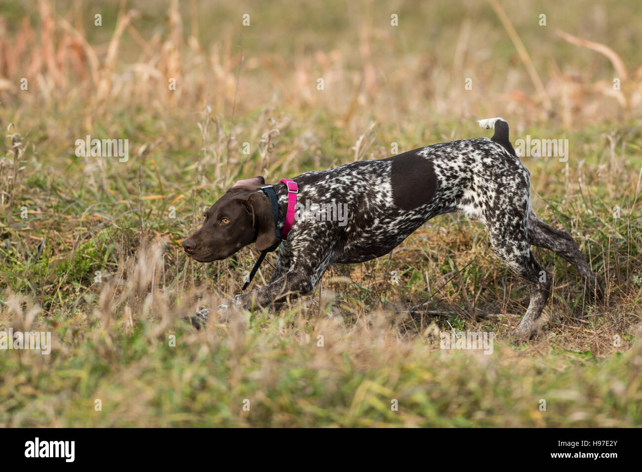 A German Shorthair Pointer out training Stock Photo - Alamy