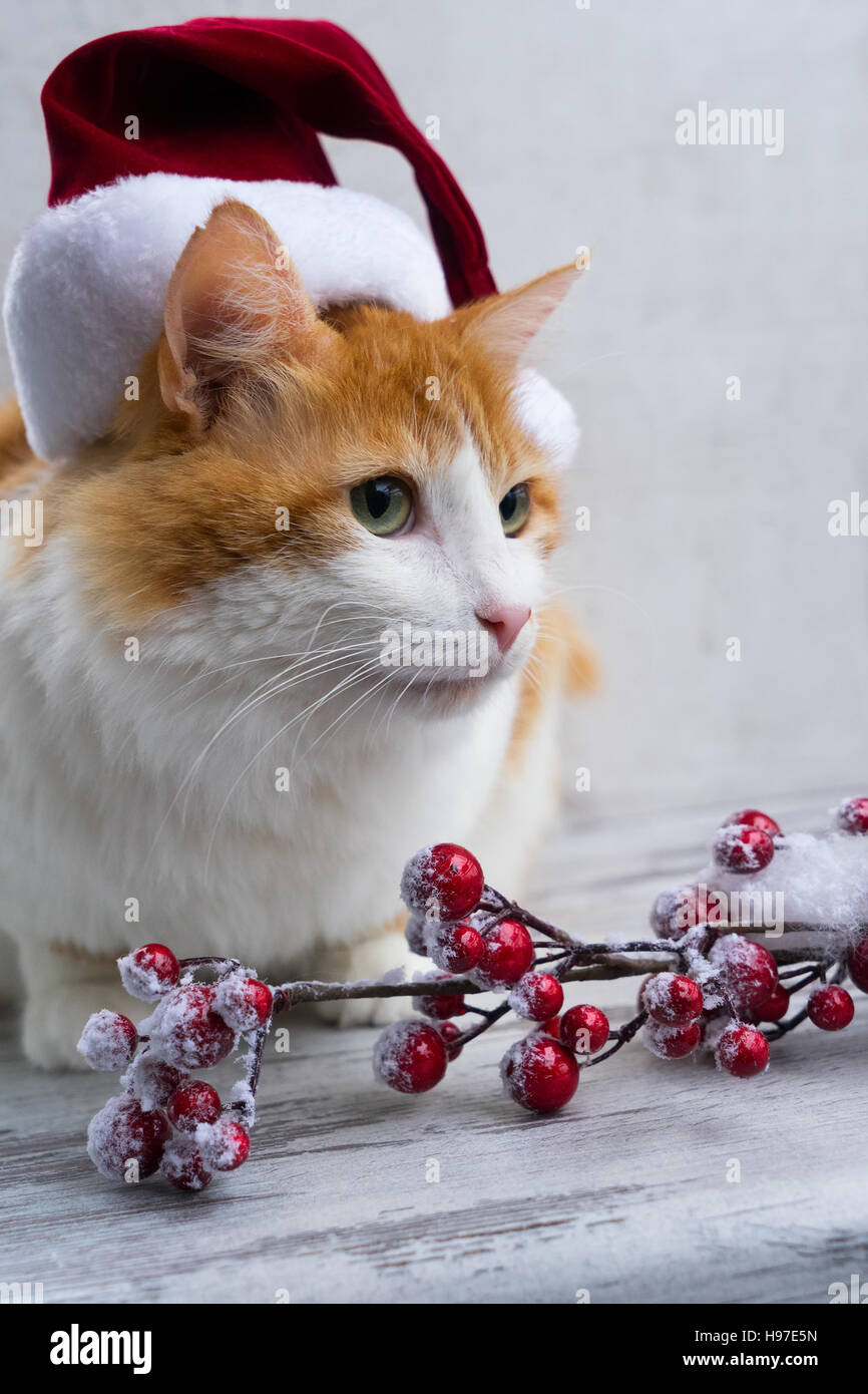 Little santa helper Stock Photo - Alamy