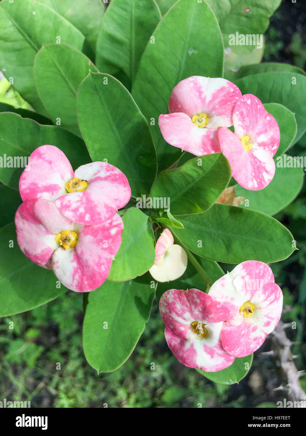 Euphorbia Flowers Stock Photos & Euphorbia Flowers Stock Images - Alamy