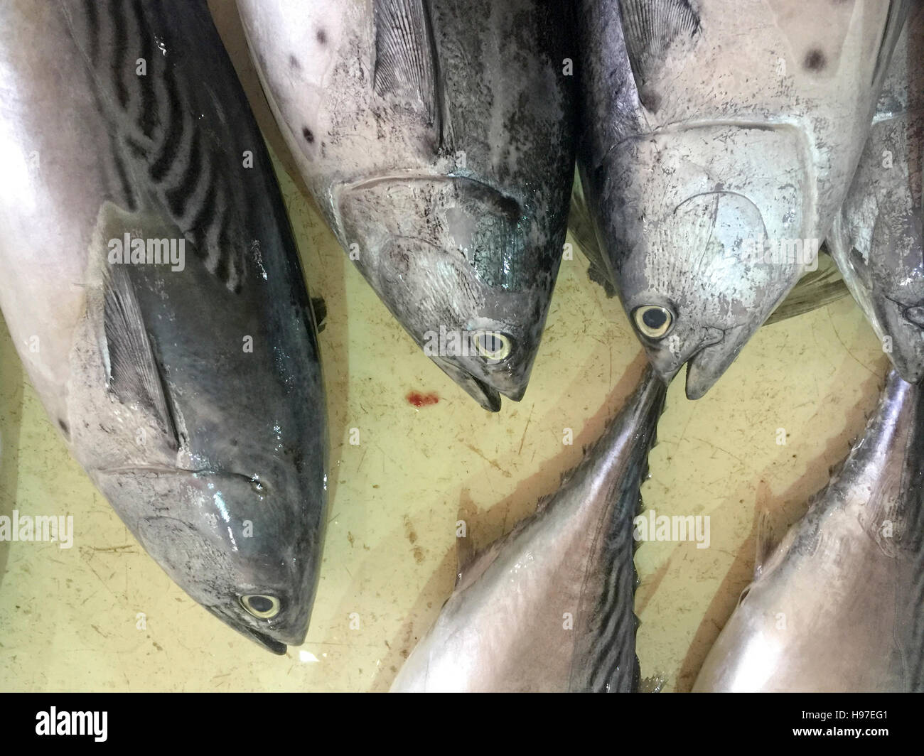 Tuna tail hi-res stock photography and images - Alamy