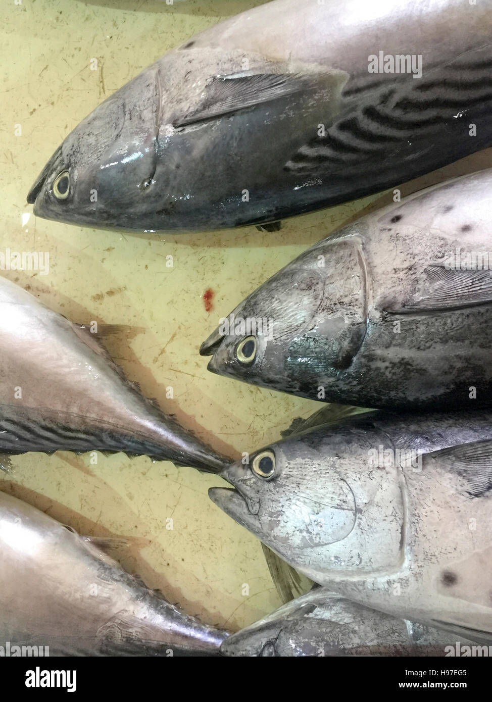 Close up of yellow fin tuna on display at fish market Stock Photo - Alamy