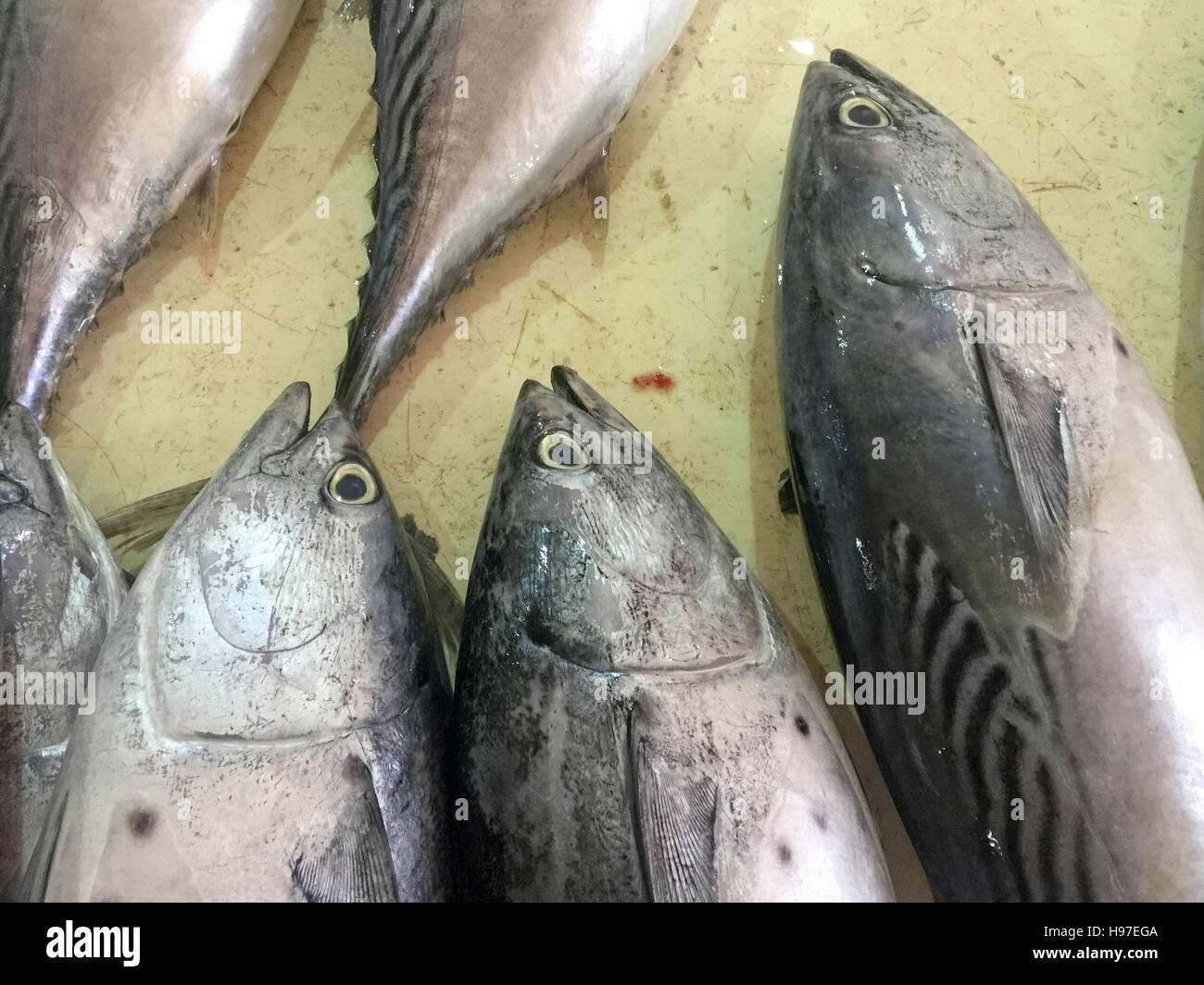 Fishmarket fin hi-res stock photography and images - Alamy