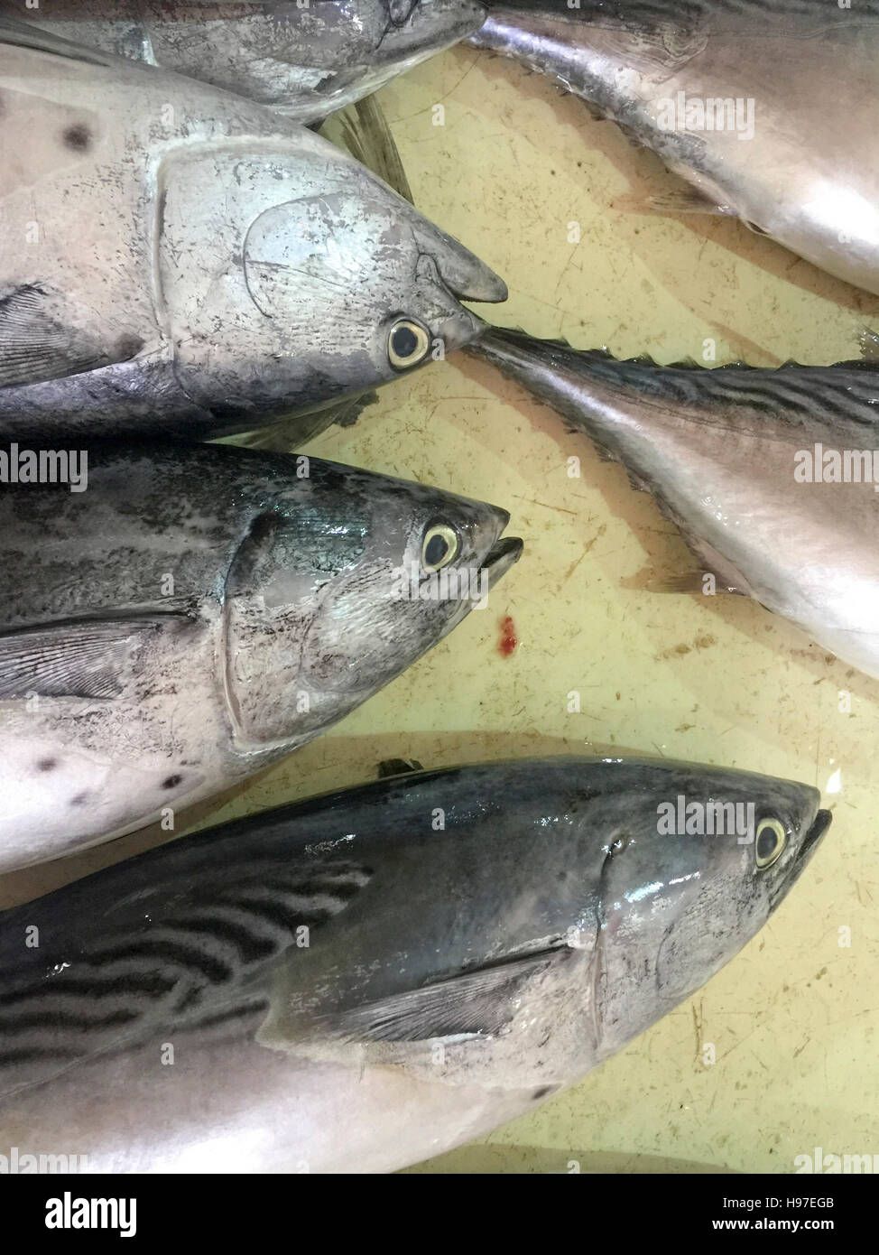 Close up of yellow fin tuna on display at fish market Stock Photo - Alamy