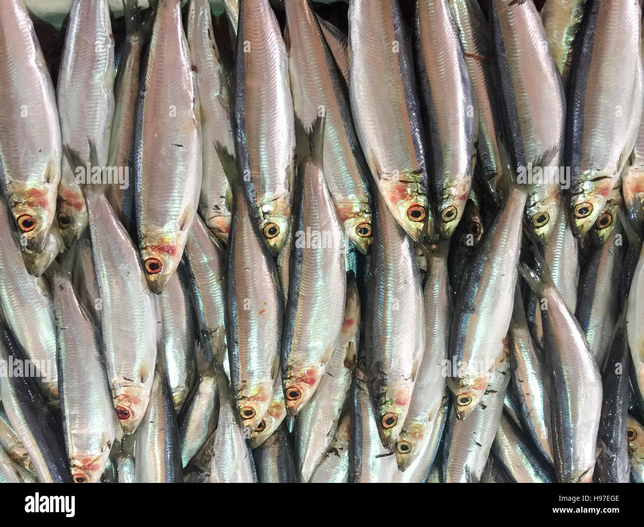 Close up of fresh sardine fish or local called JIkan Tambah on display ...