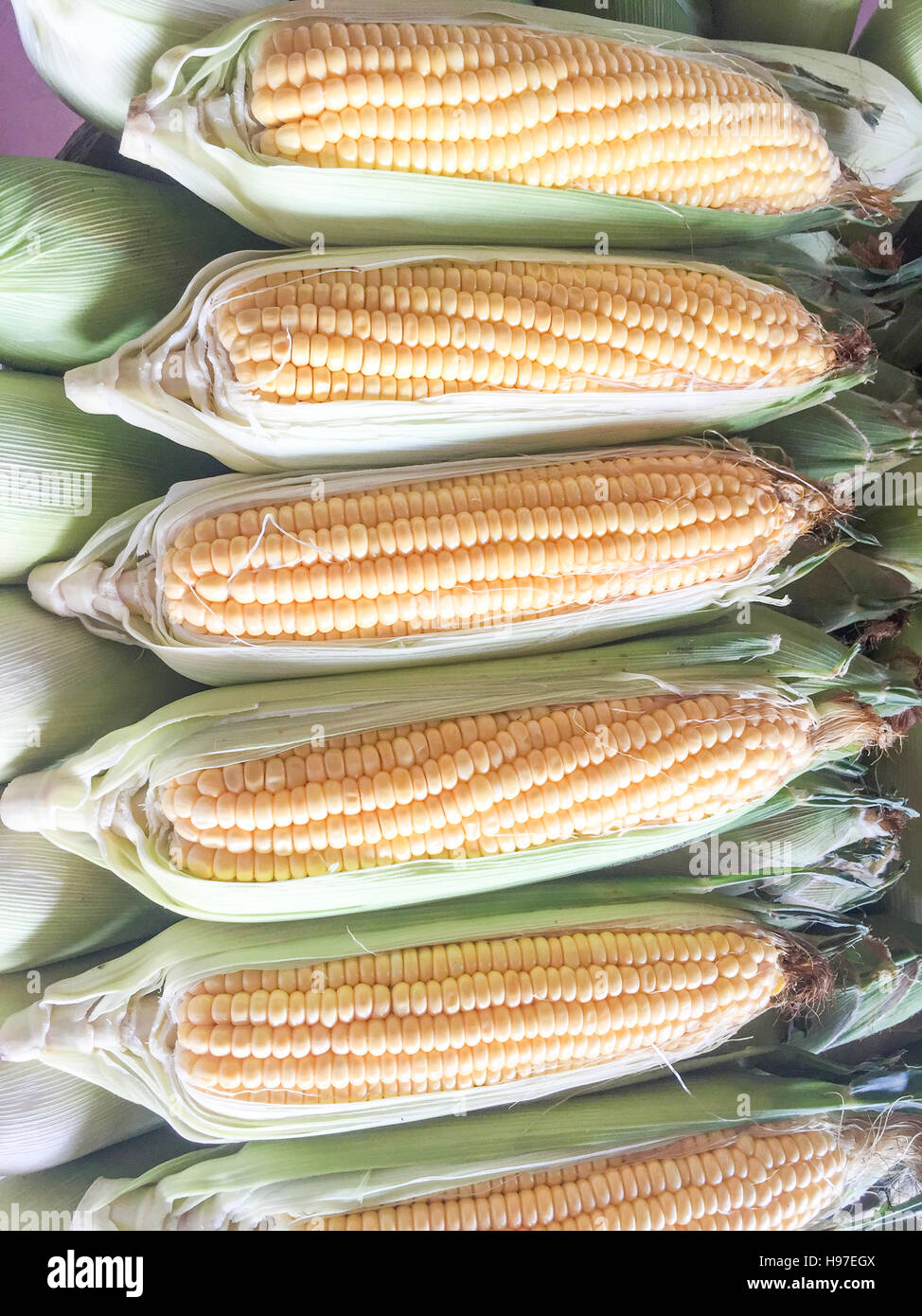 Corn Displays Corn Flower Glass: New Life For A Canadian Icon In The