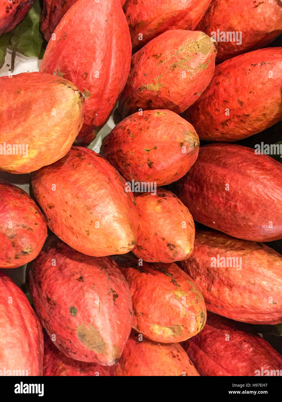 Raw image of Red Cocoa for display during local exibition Stock Photo ...