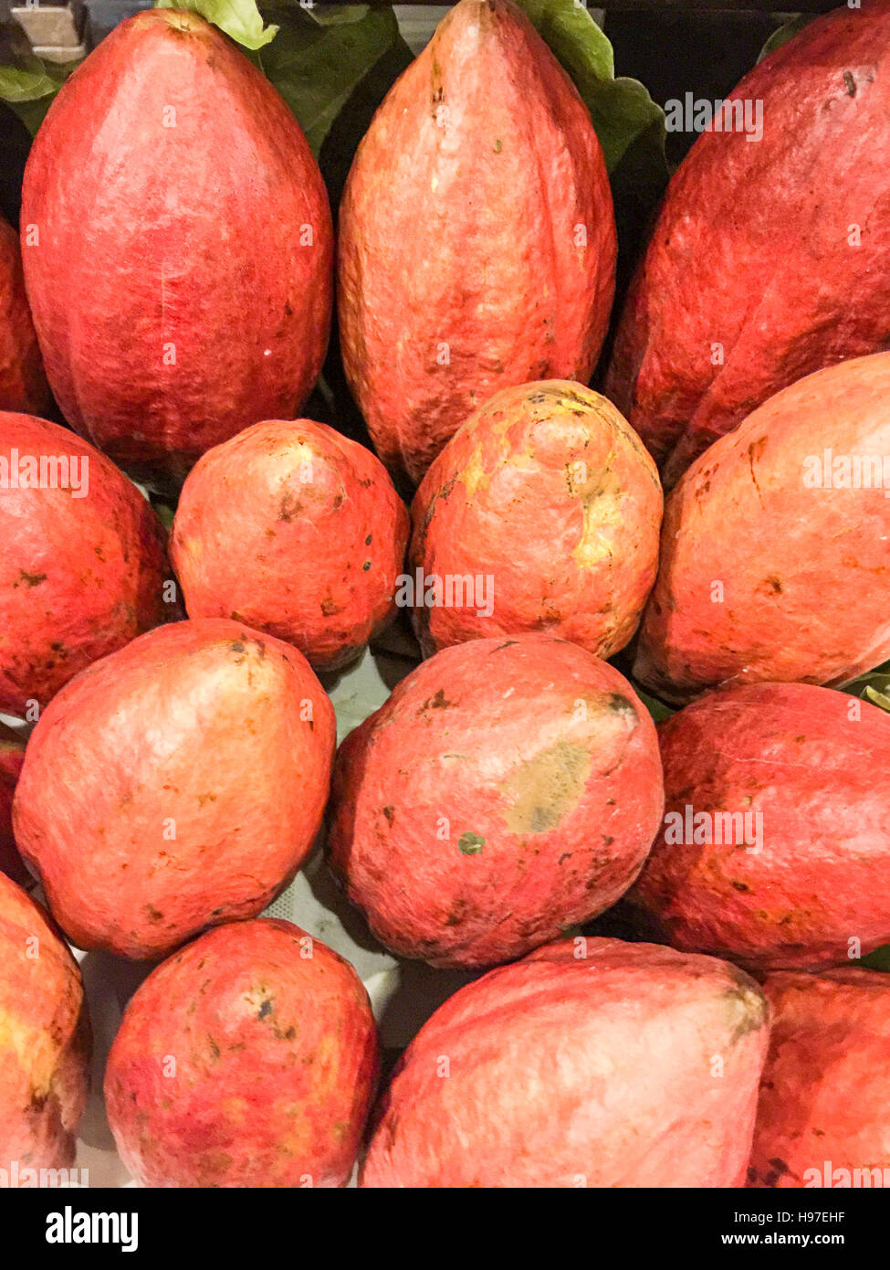 Raw image of Red Cocoa for display during local exibition Stock Photo ...