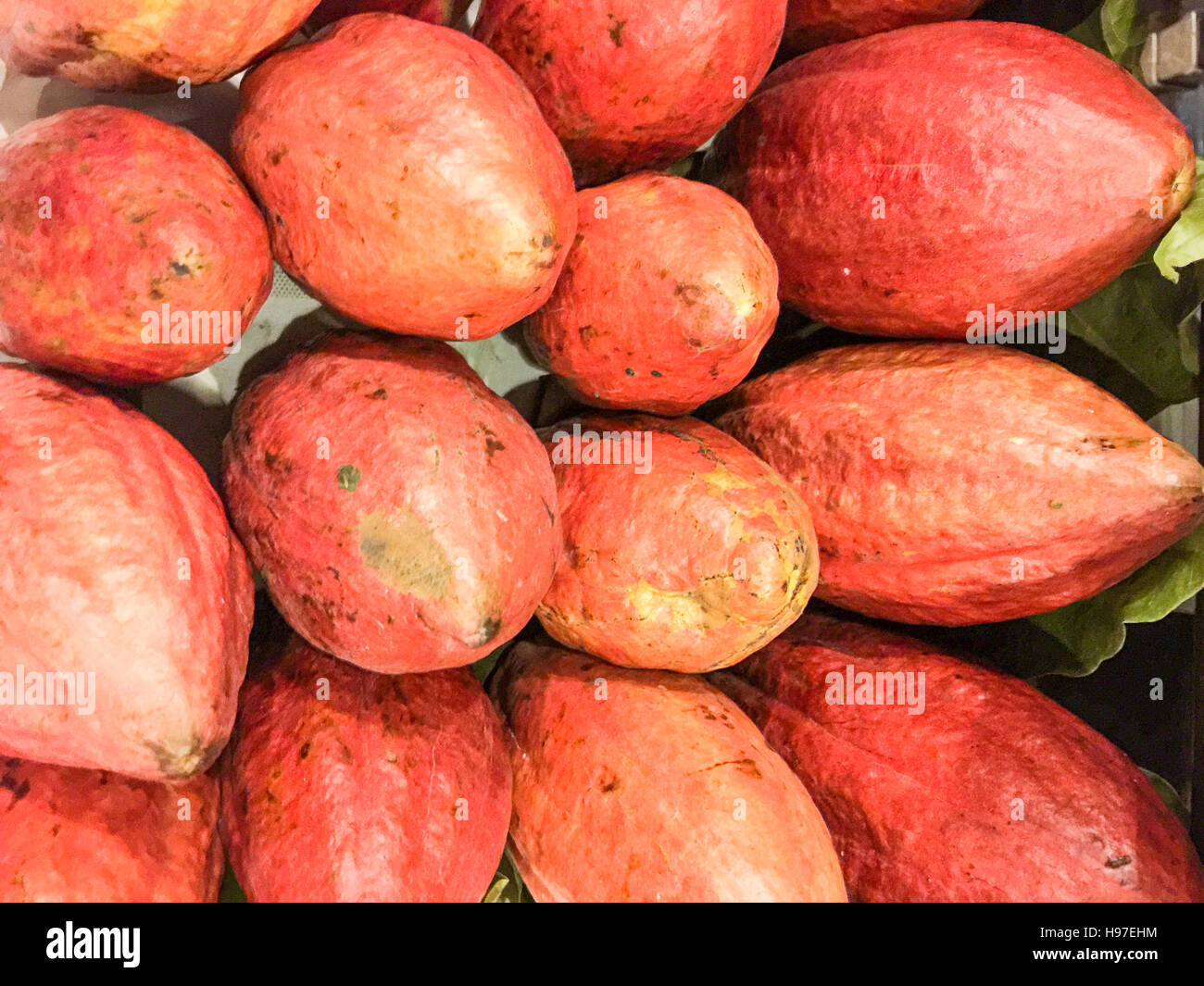 Raw image of Red Cocoa for display during local exibition Stock Photo ...