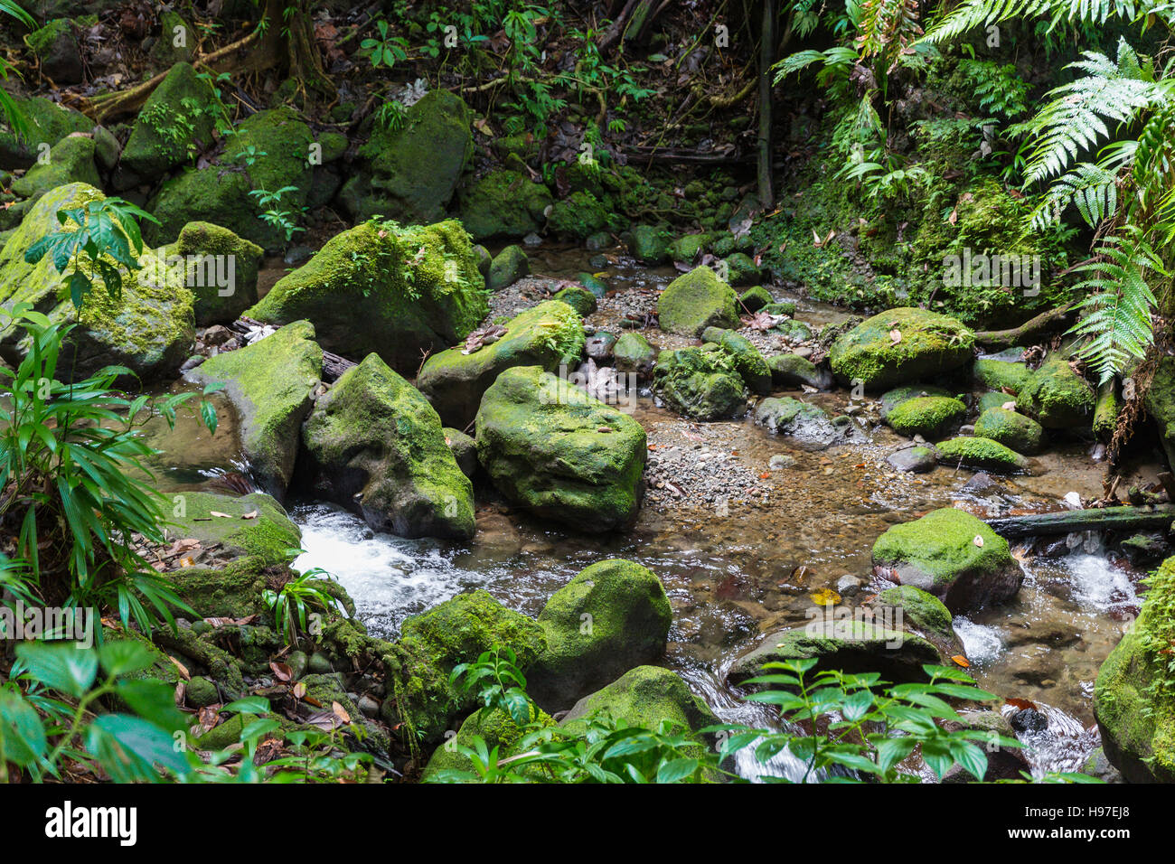 Emerald Pool, Dominica Stock Photo - Alamy