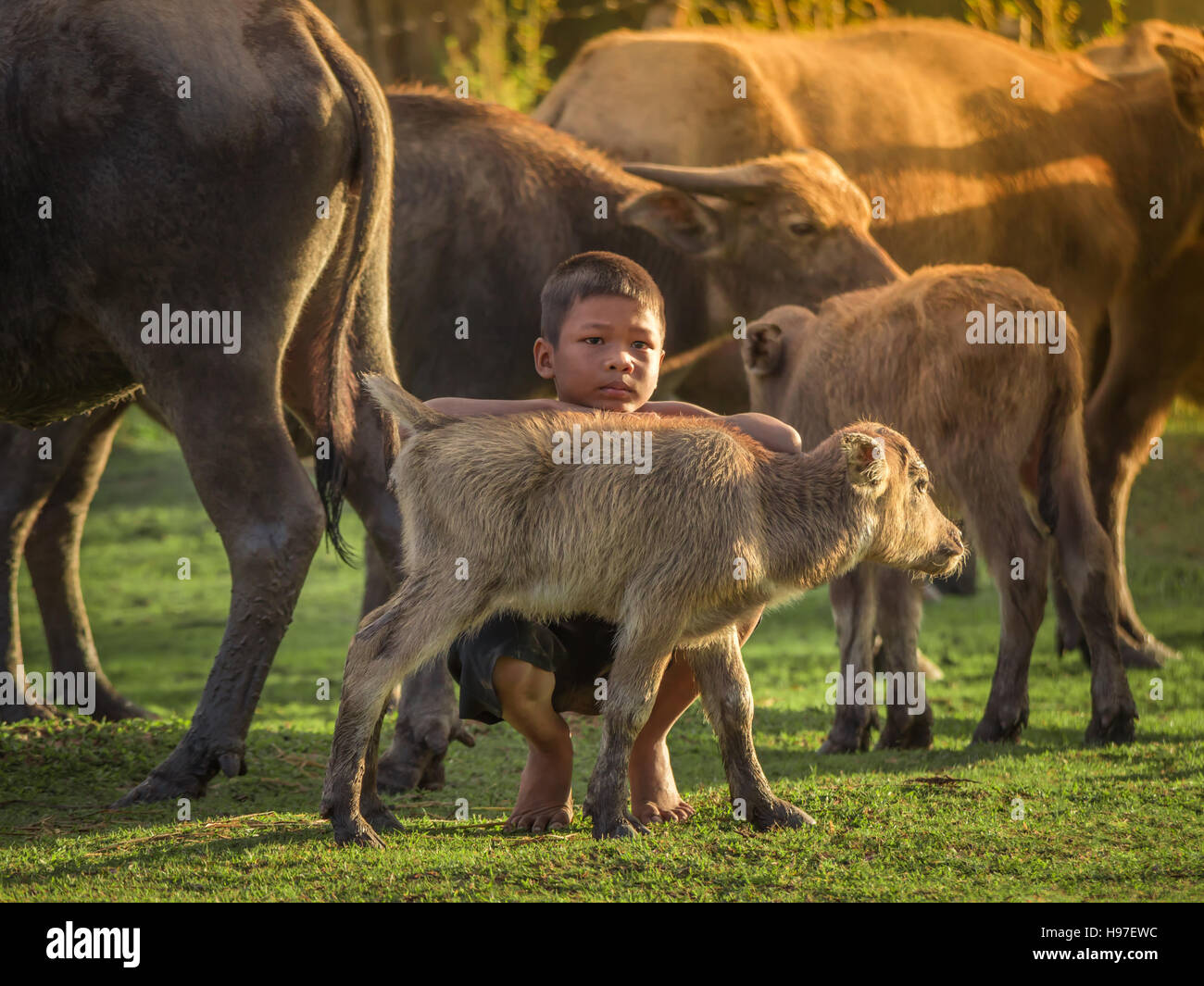 Children with water buffalo hi-res stock photography and images - Alamy