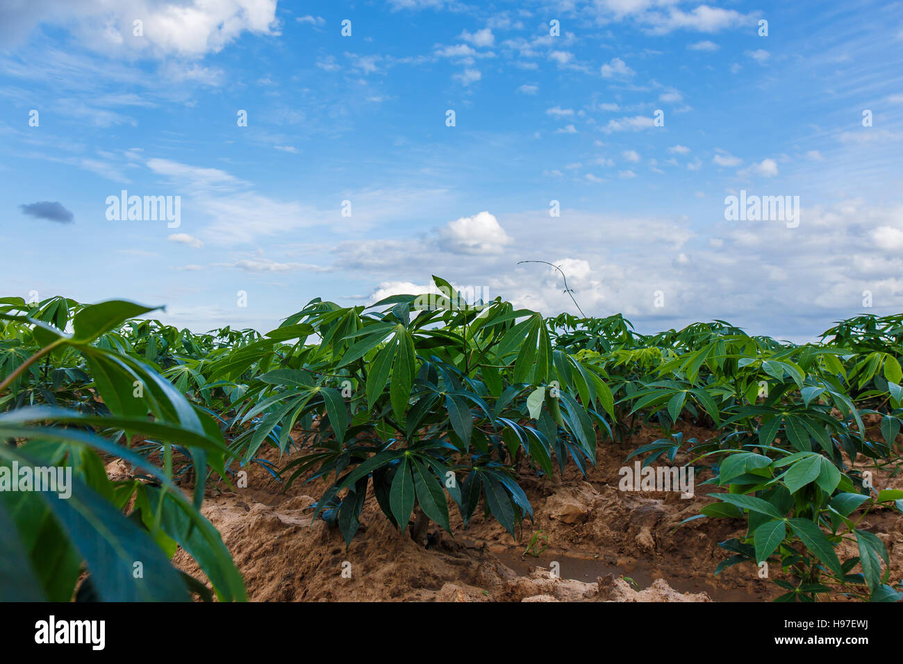 Cassava tree in farm at Thailand Stock Photo - Alamy