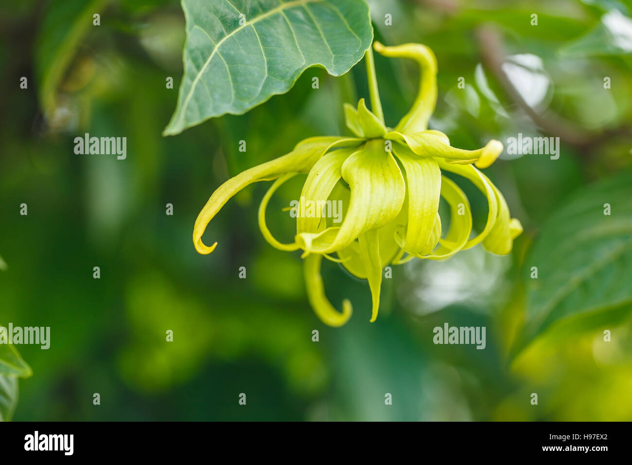 Perfume tree hi-res stock photography and images - Alamy