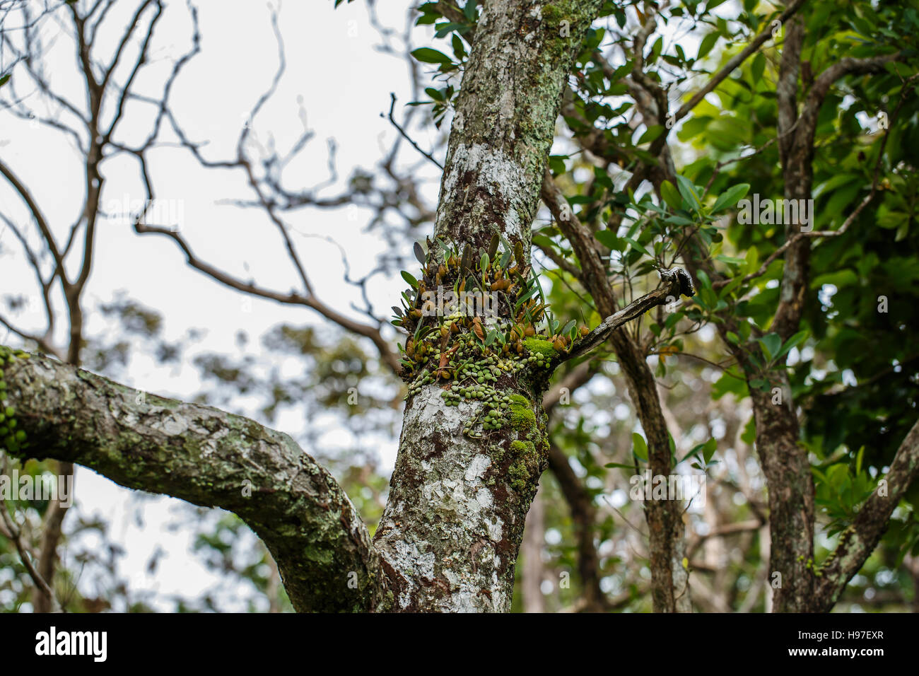 parasite plant living on trees Stock Photo - Alamy