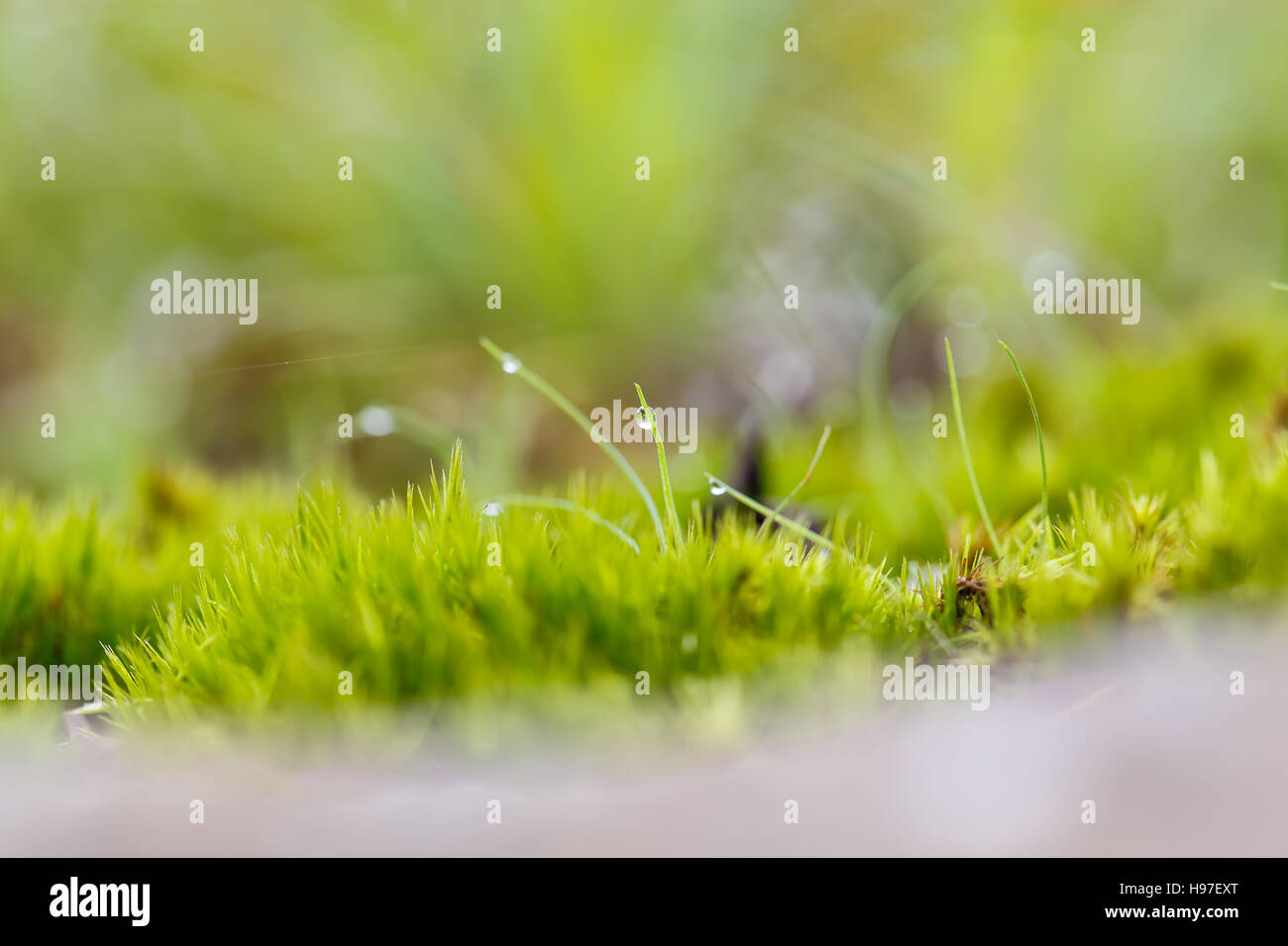 green mos on the tree Stock Photo - Alamy