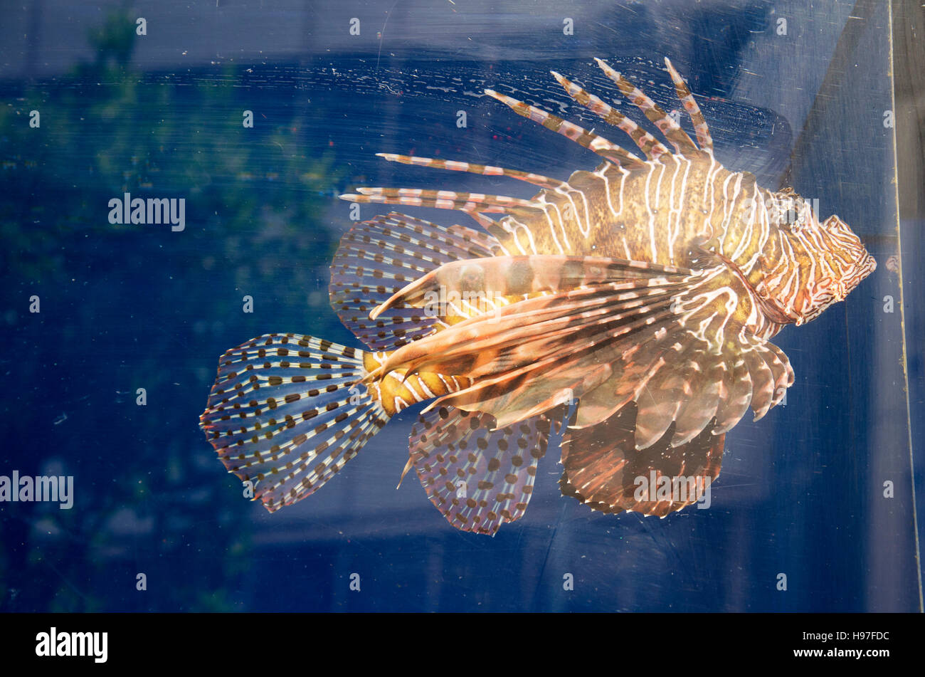 Lionfish swim in aquarium glass tank at home Stock Photo - Alamy