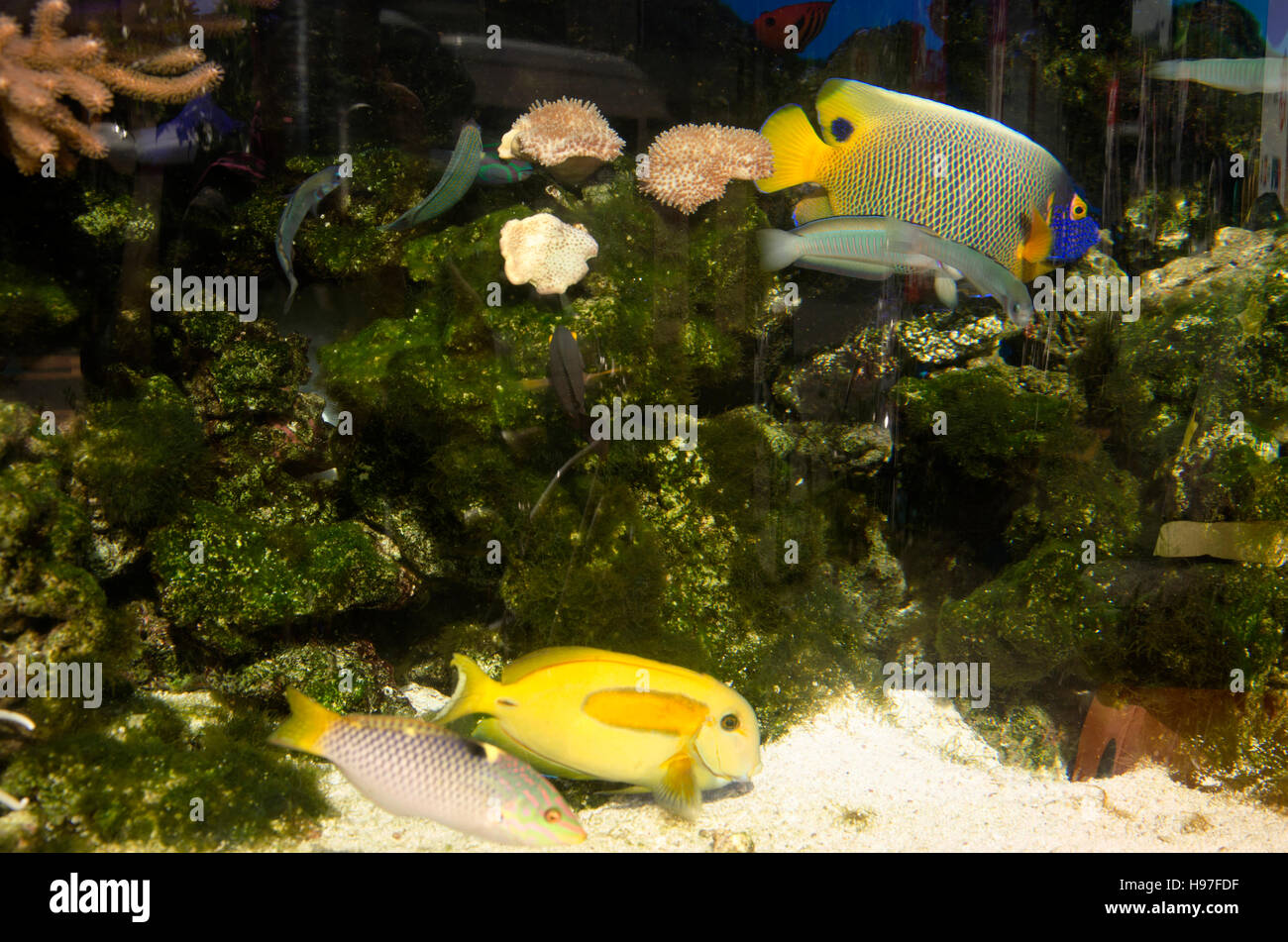 Angelfish swim in aquarium glass tank at home Stock Photo - Alamy