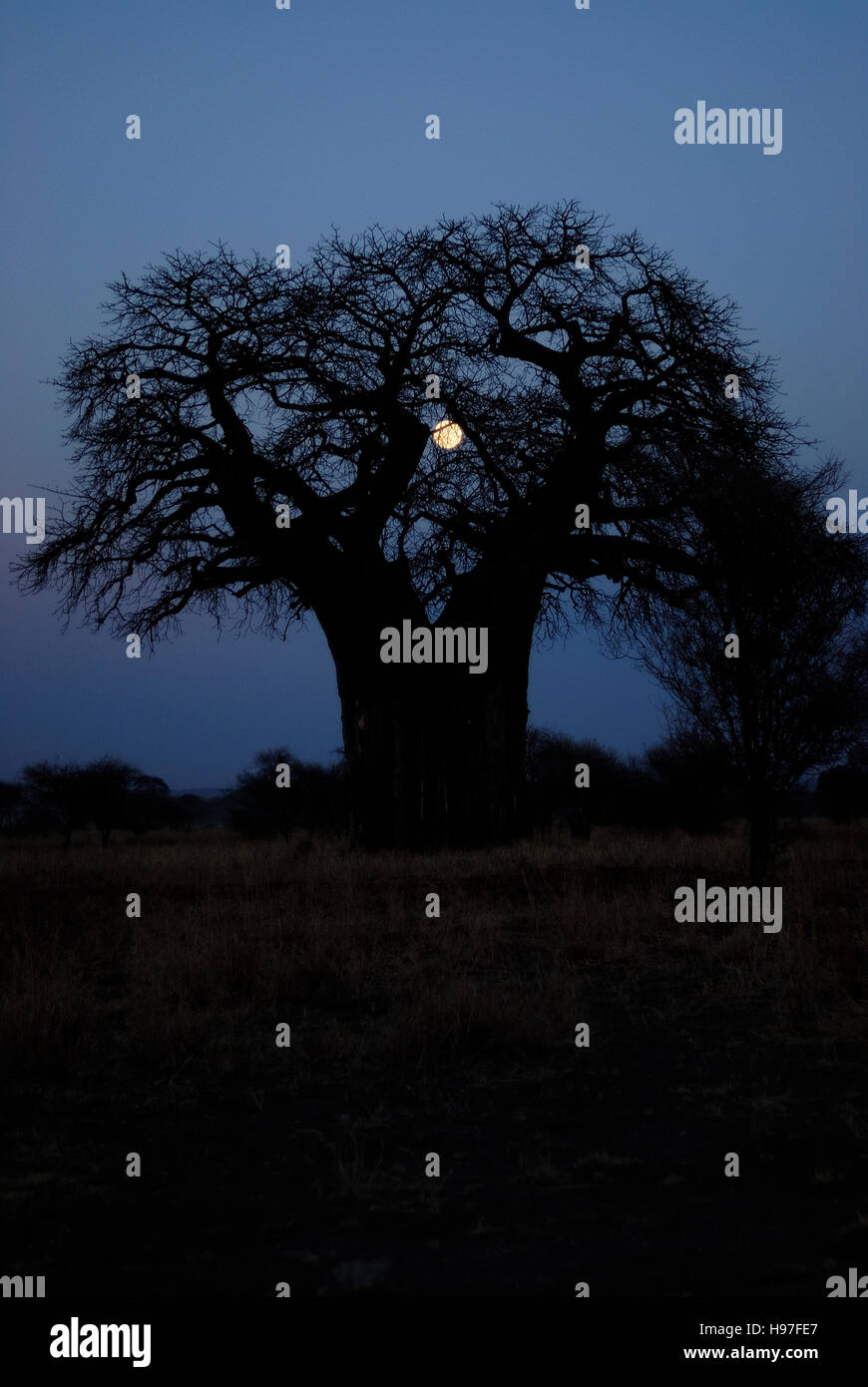 Full moon behind trees hi-res stock photography and images - Alamy