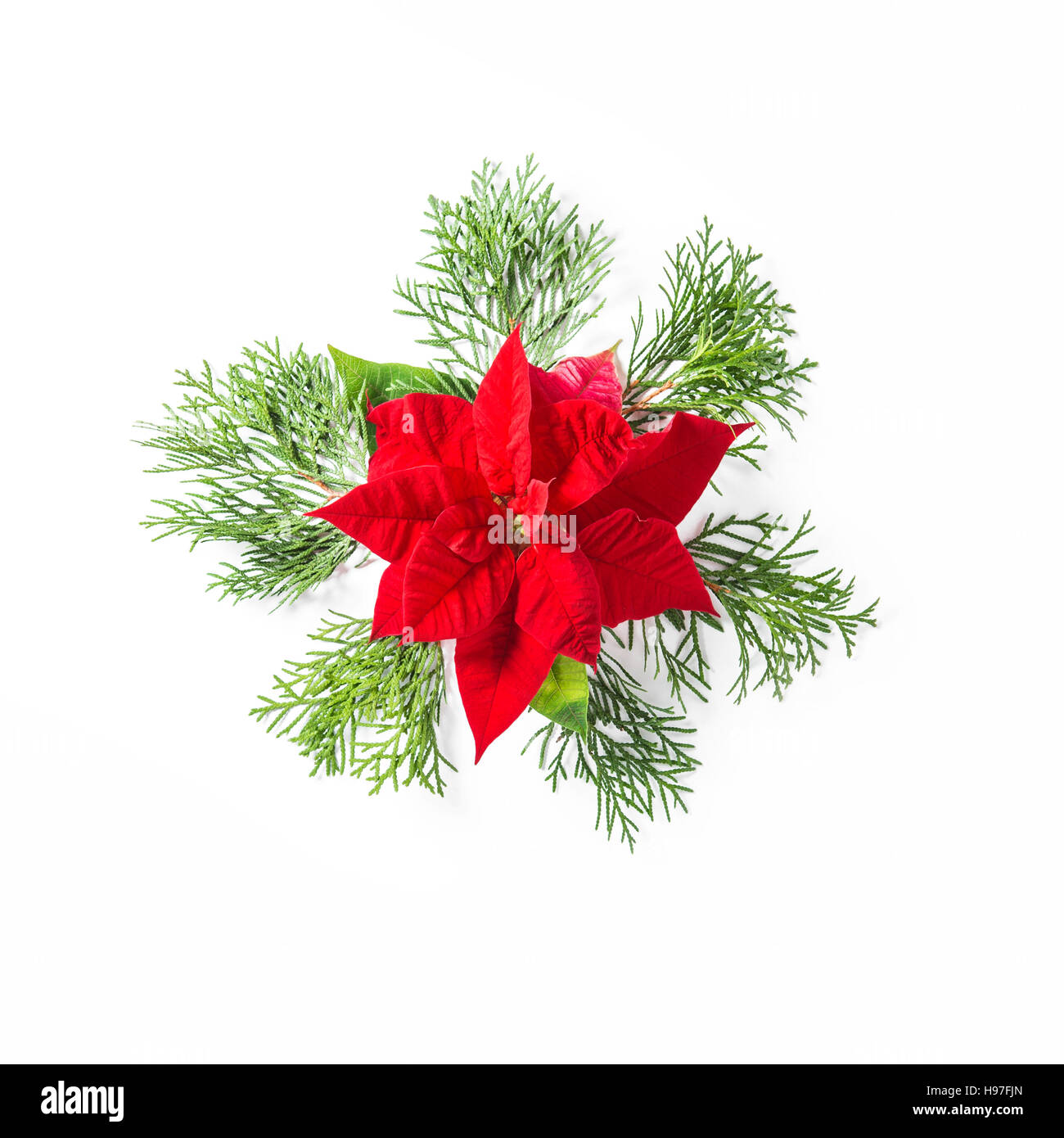 Red christmas flower poinsettia and thuja branches. Floral flat lay ...