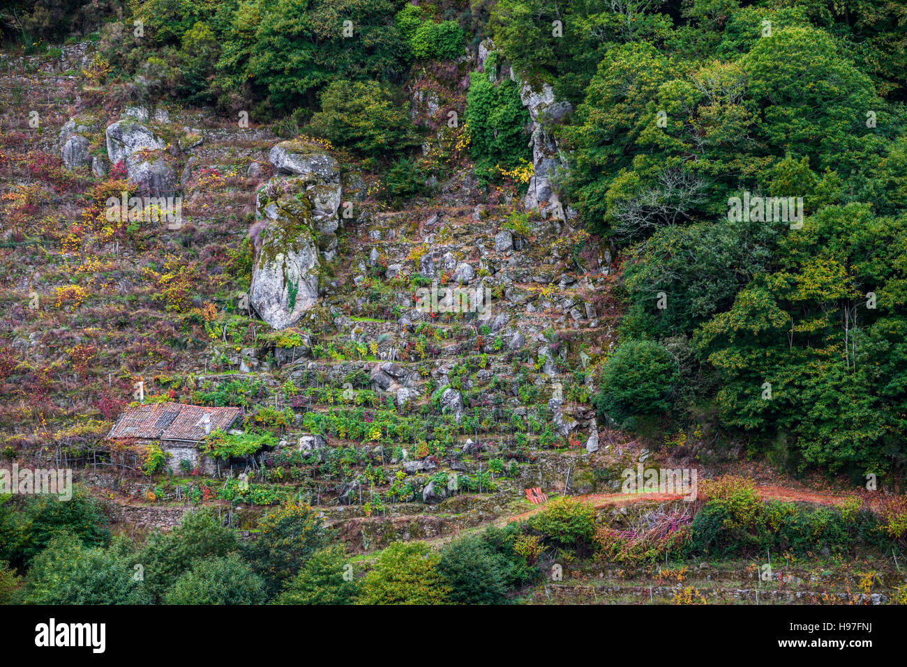 Terraced vineyards and small winery on the steep slopes of Minho ...