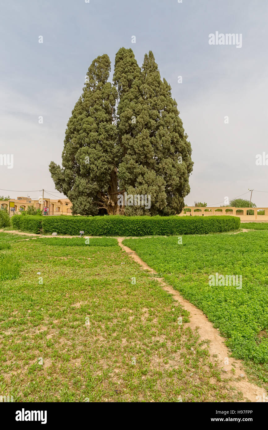 Old cedar tree Stock Photo - Alamy