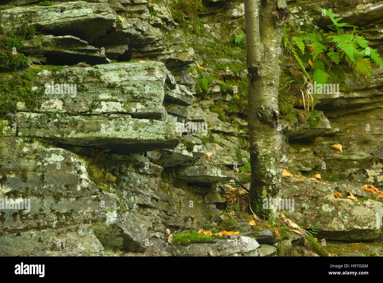 Forest outcrop, Overlook Mountain Wild Forest, Catskill Forest Preserve ...