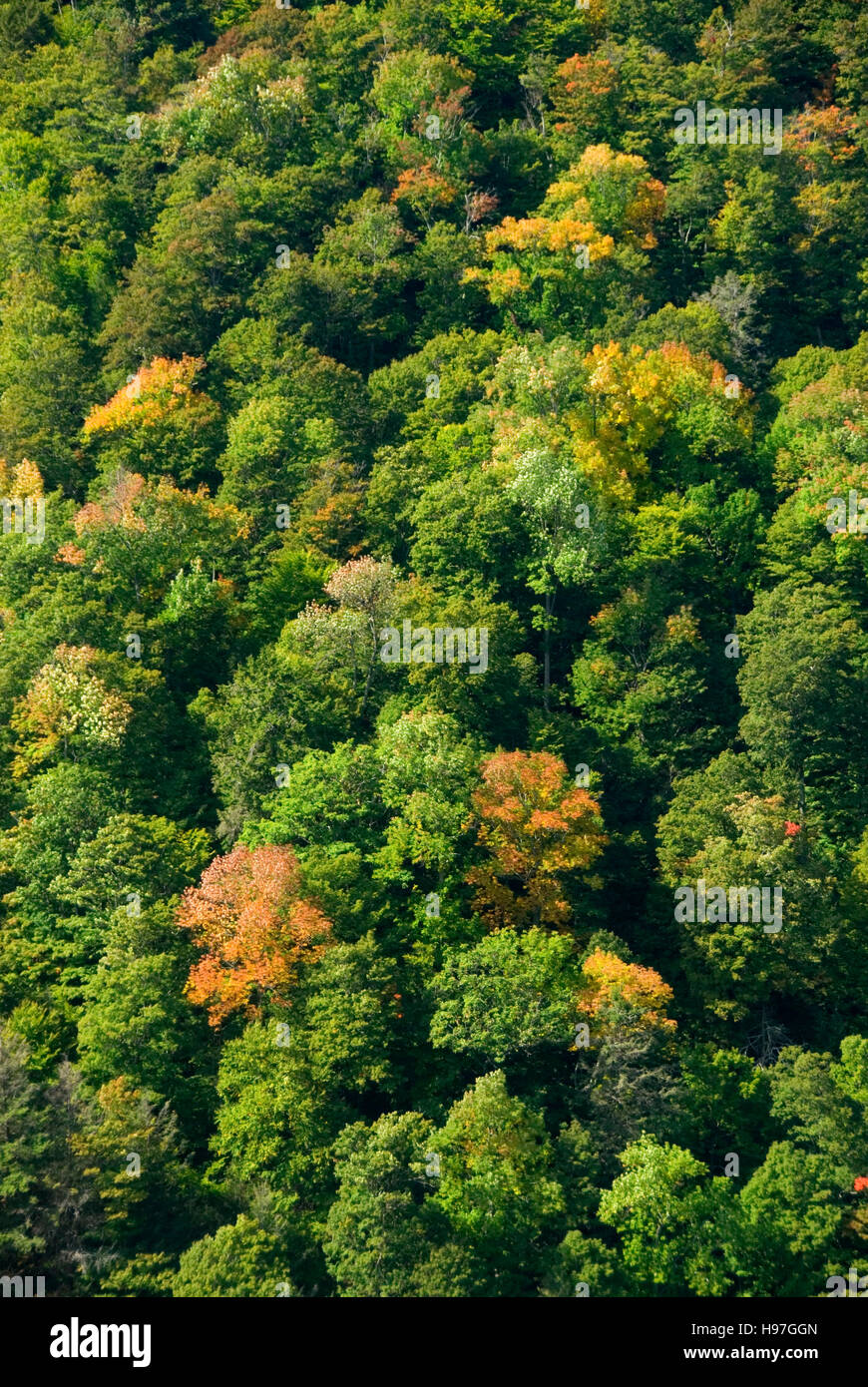 Forest slope in Kaaterskill Clove, Kaaterskill Wild Forest, Catskill ...