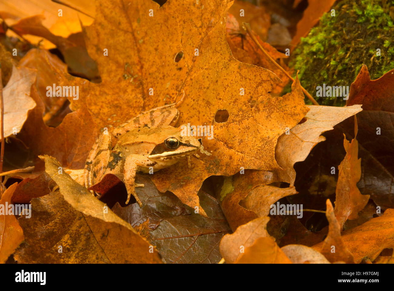Frog on Cod Pond Trail, Wilcox Lake Wild Forest, Adirondack Forest ...