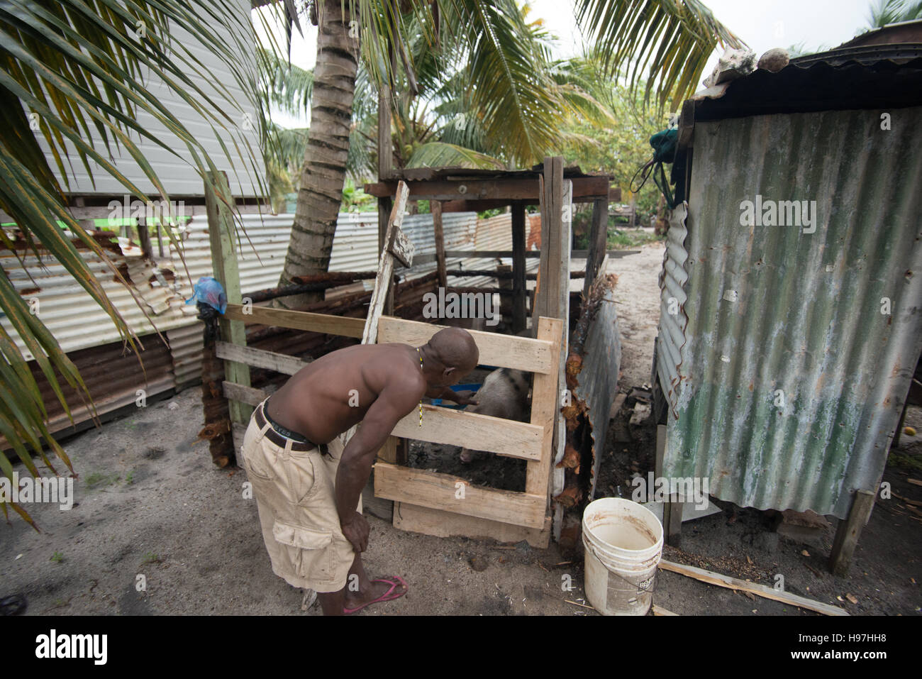 Man feeding his pig in a Belize small Village warm sunny day Stock ...