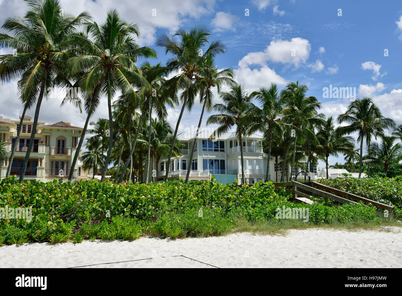 Palmeras Naples Florida TALL AND Proud Naples Florida Weekly