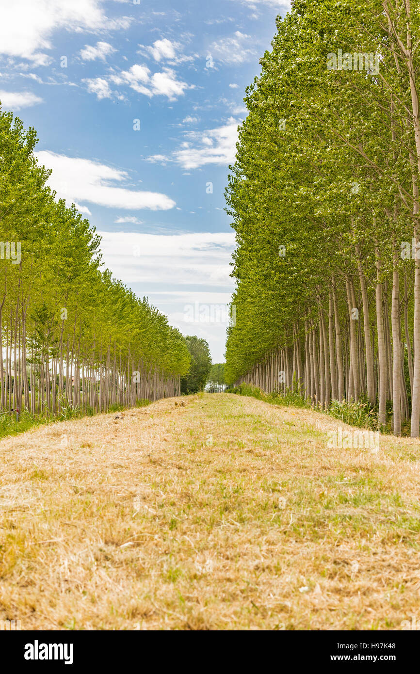 rows of green trees in countryside Stock Photo - Alamy