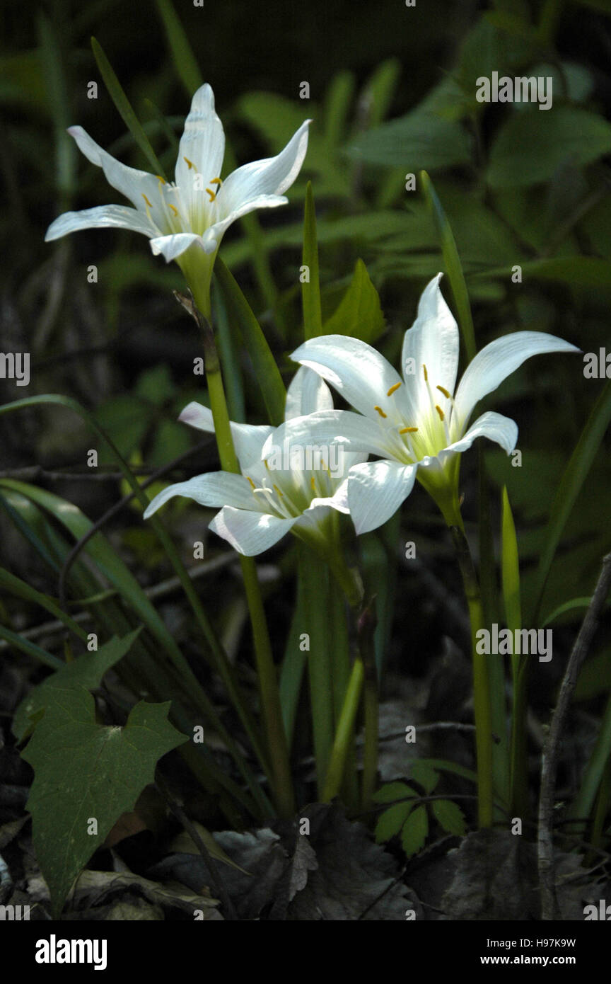 Lily, Atamasco (Zephyranthes a Stock Photo - Alamy