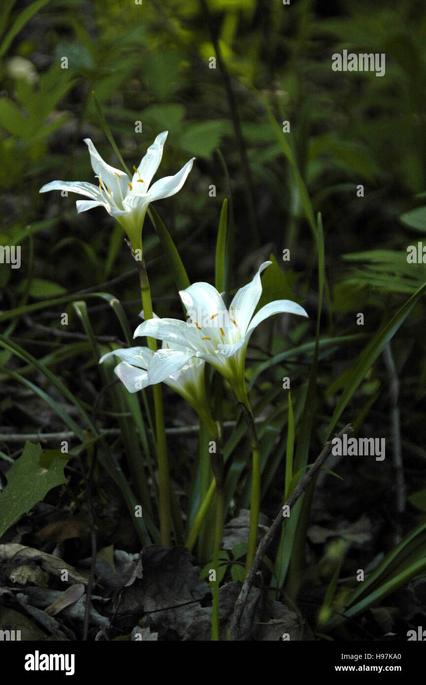 Lily, Atamasco (Zephyranthes a Stock Photo - Alamy