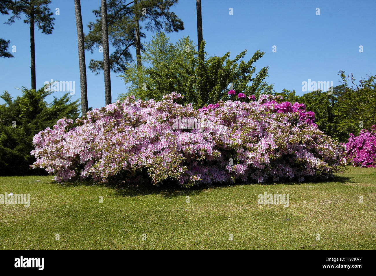 Azalea (Gen; Rhododendron Stock Photo - Alamy