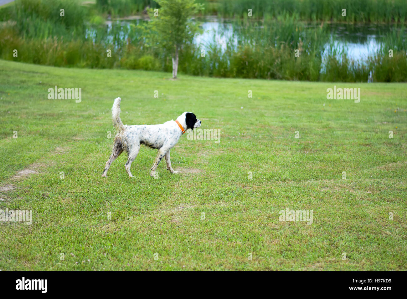 English Setter on point by pond Stock Photo - Alamy