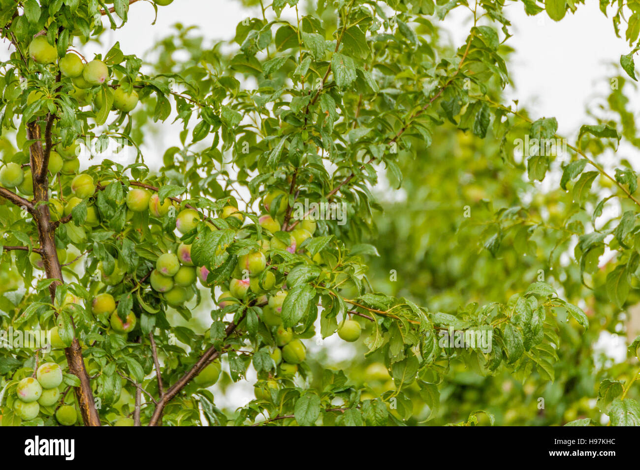 Unripe plums hi-res stock photography and images - Alamy