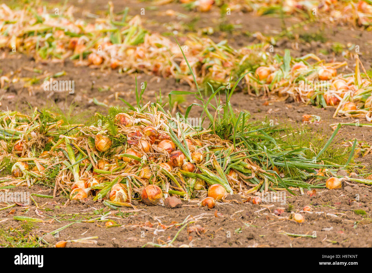 unearthed plants of onions in fields Stock Photo - Alamy