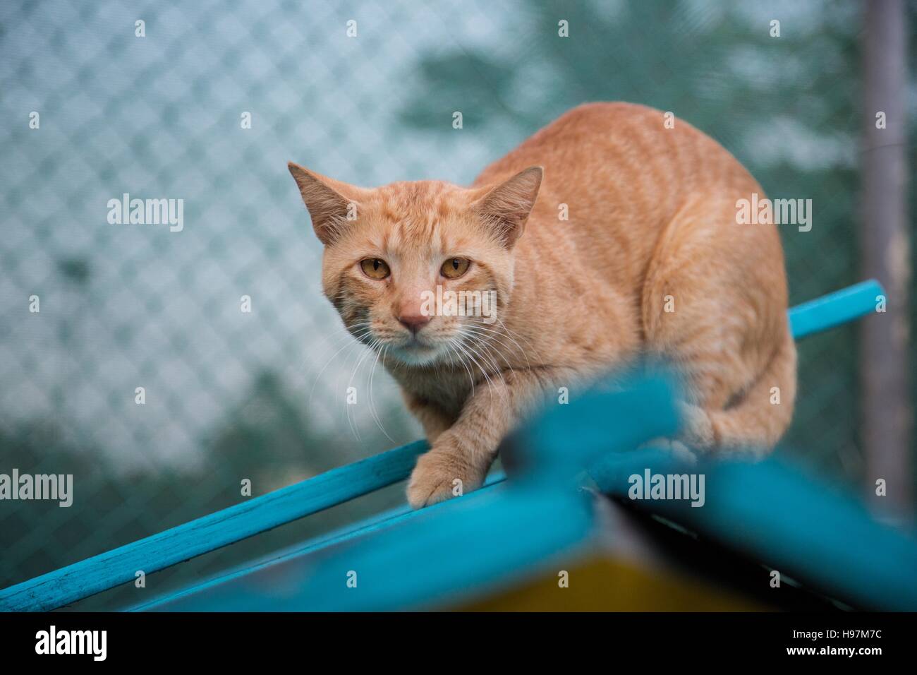 An orange cat Stock Photo - Alamy