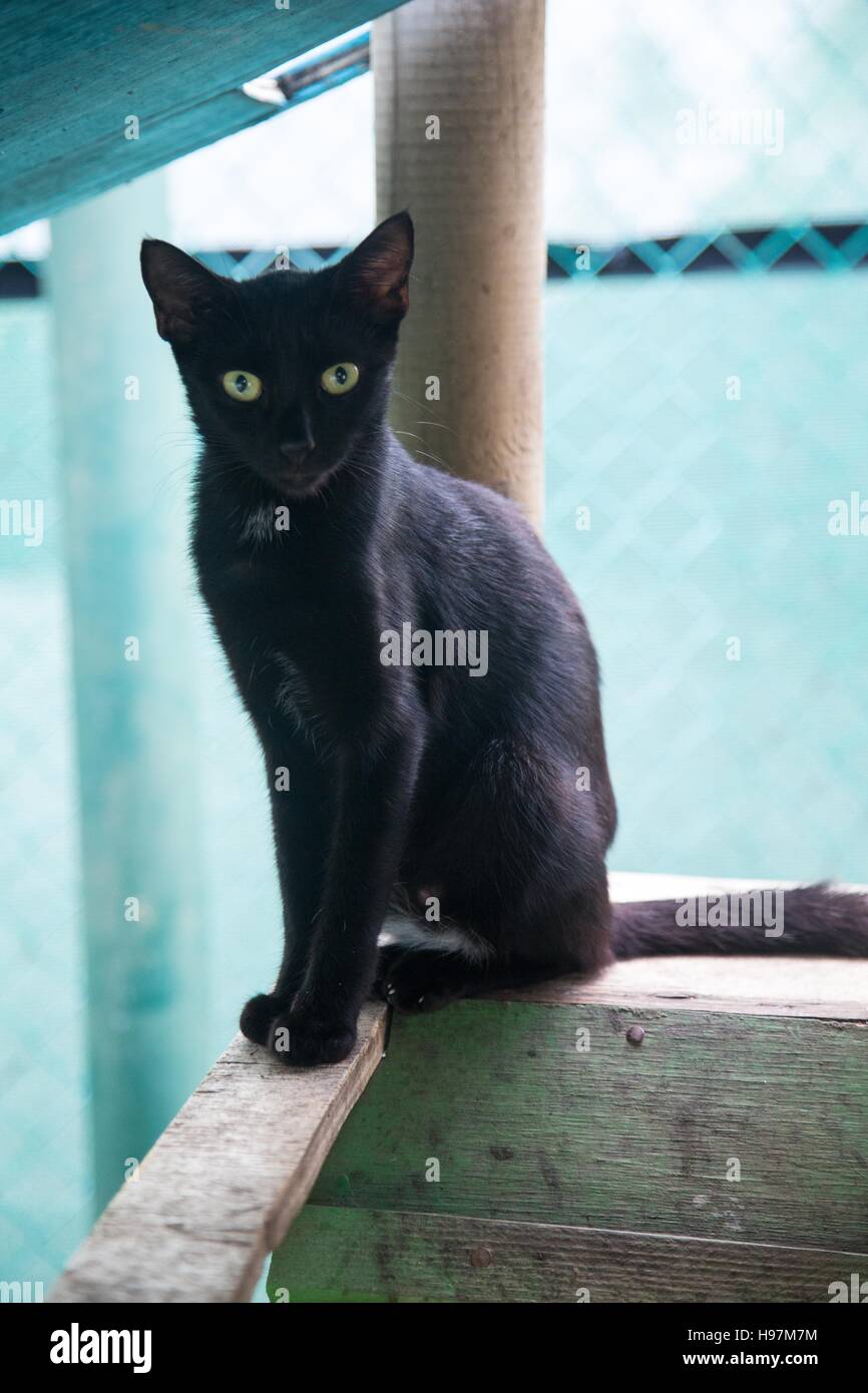 A stray black cat Stock Photo - Alamy
