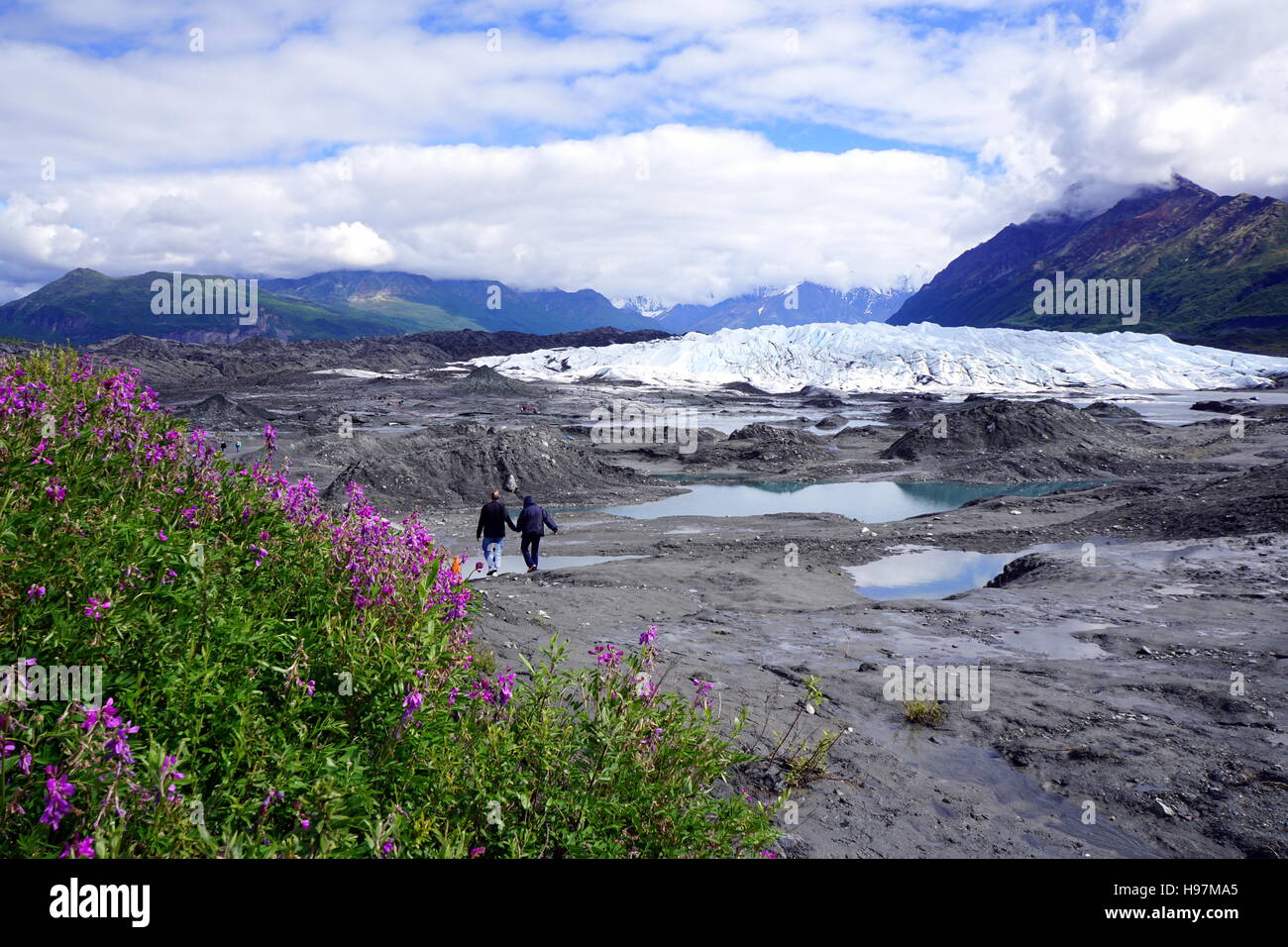 Wildflowers at the Glacier View in Matanuska-Susitna Borough (near ...