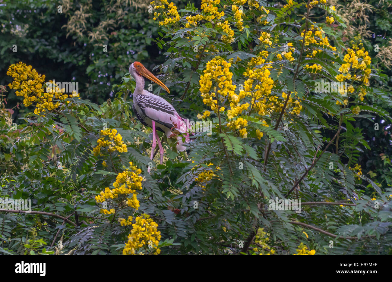 Painted Stork in a tree Stock Photo - Alamy