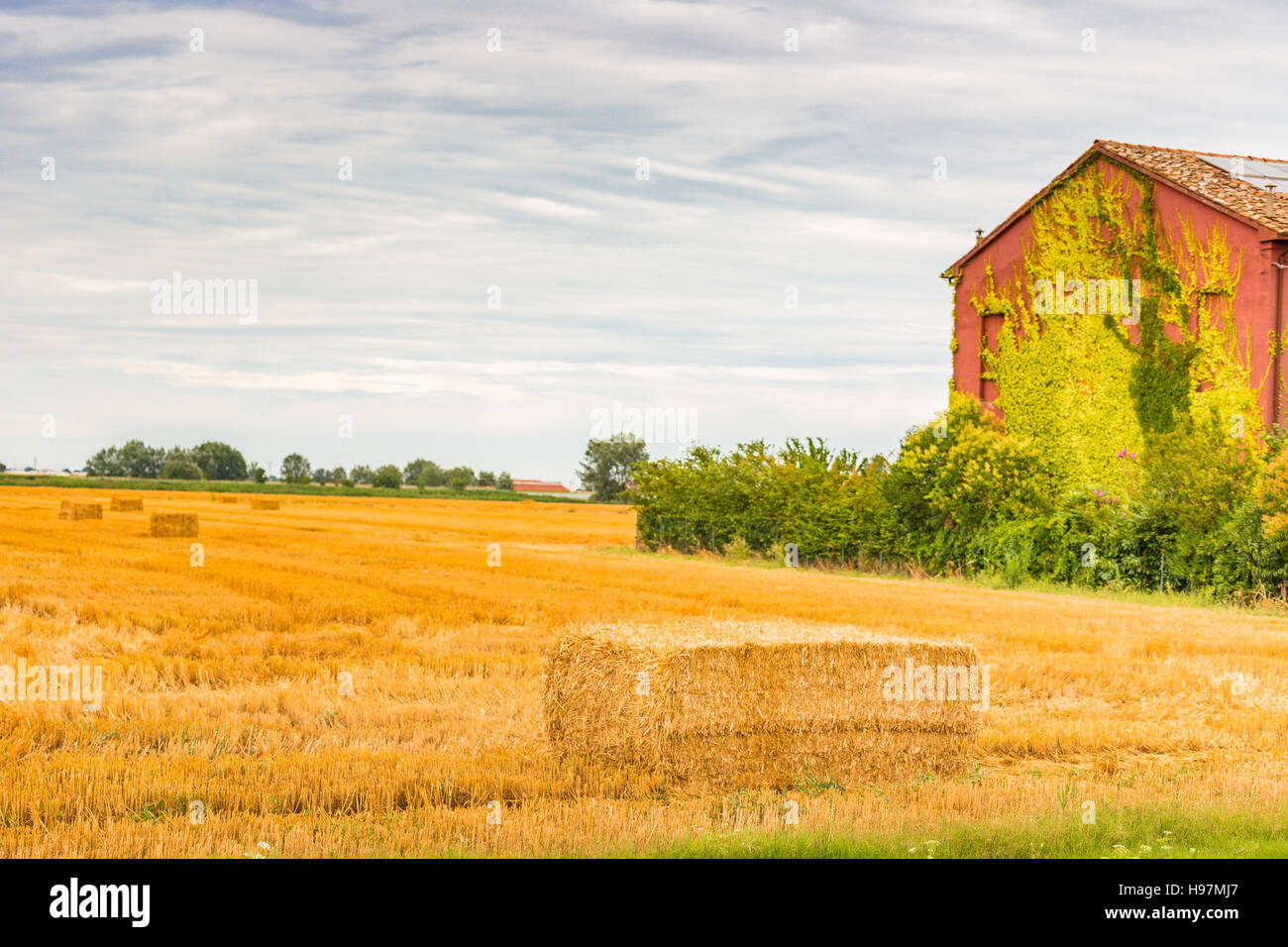 square hay bales on fields Stock Photo - Alamy