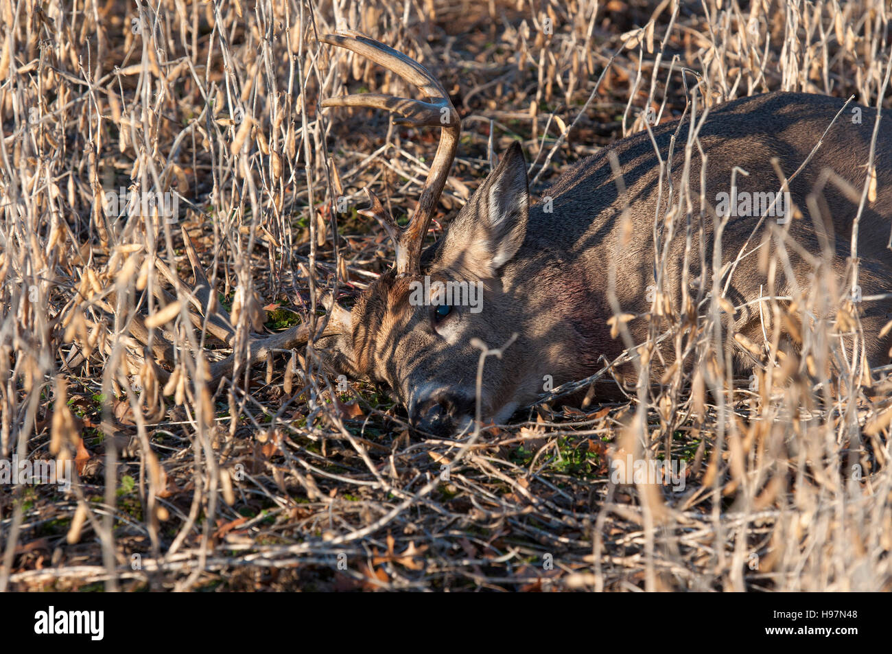 Whitetail Deer hunting in Minnesota Stock Photo - Alamy
