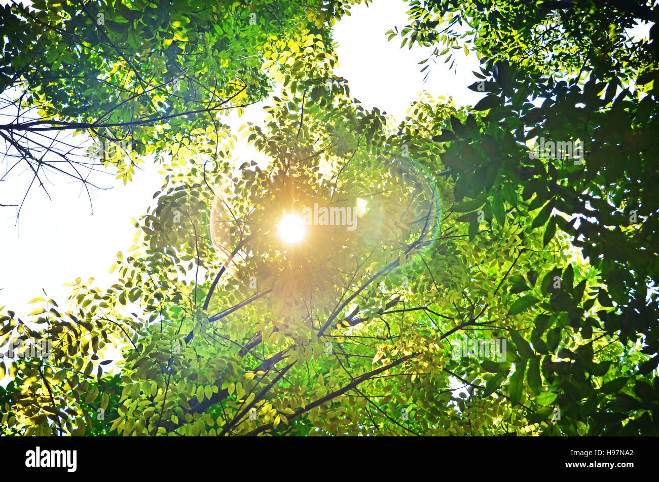 (Komorebi) sun ray penetrates through tree leaves Stock Photo - Alamy