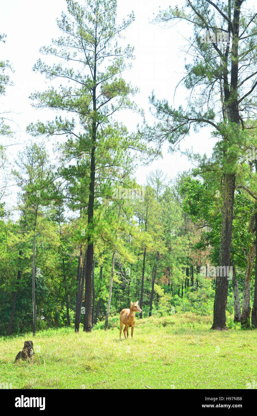 A doe (female) deer standing in the midst forest Stock Photo - Alamy