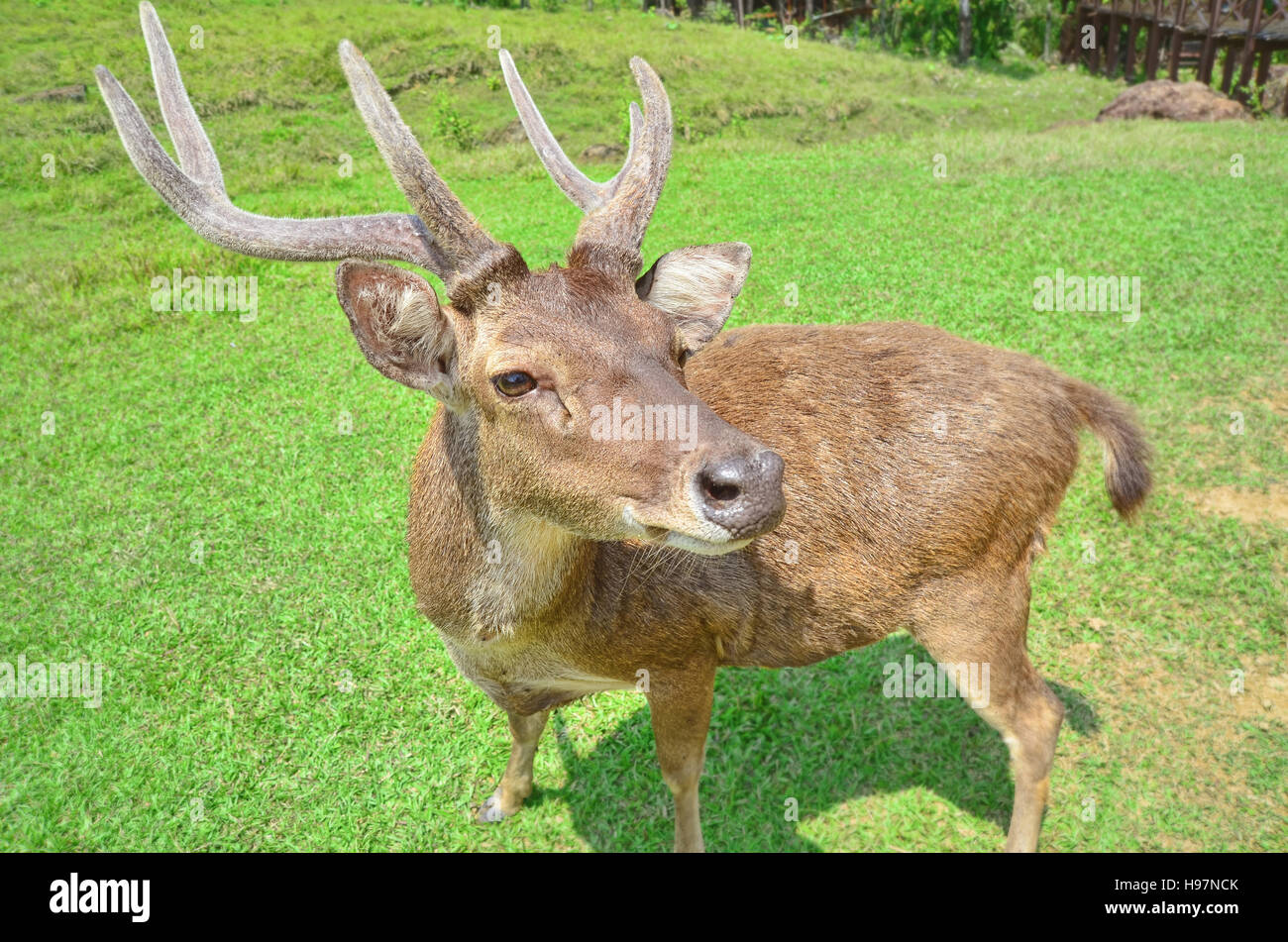 A stag deer looking at the camera curiously Stock Photo - Alamy