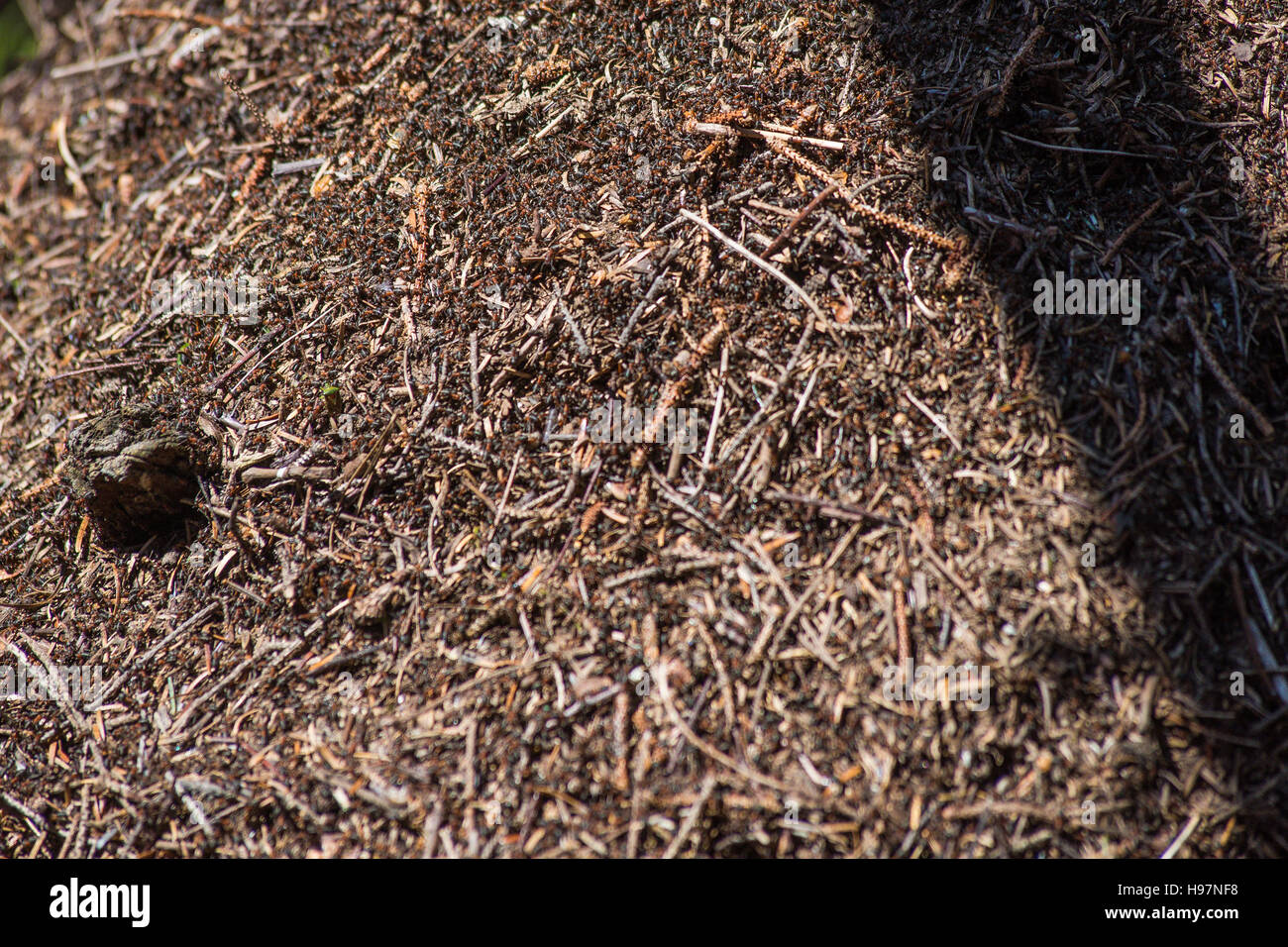 Ant Hill Side View High Resolution Stock Photography and Images - Alamy