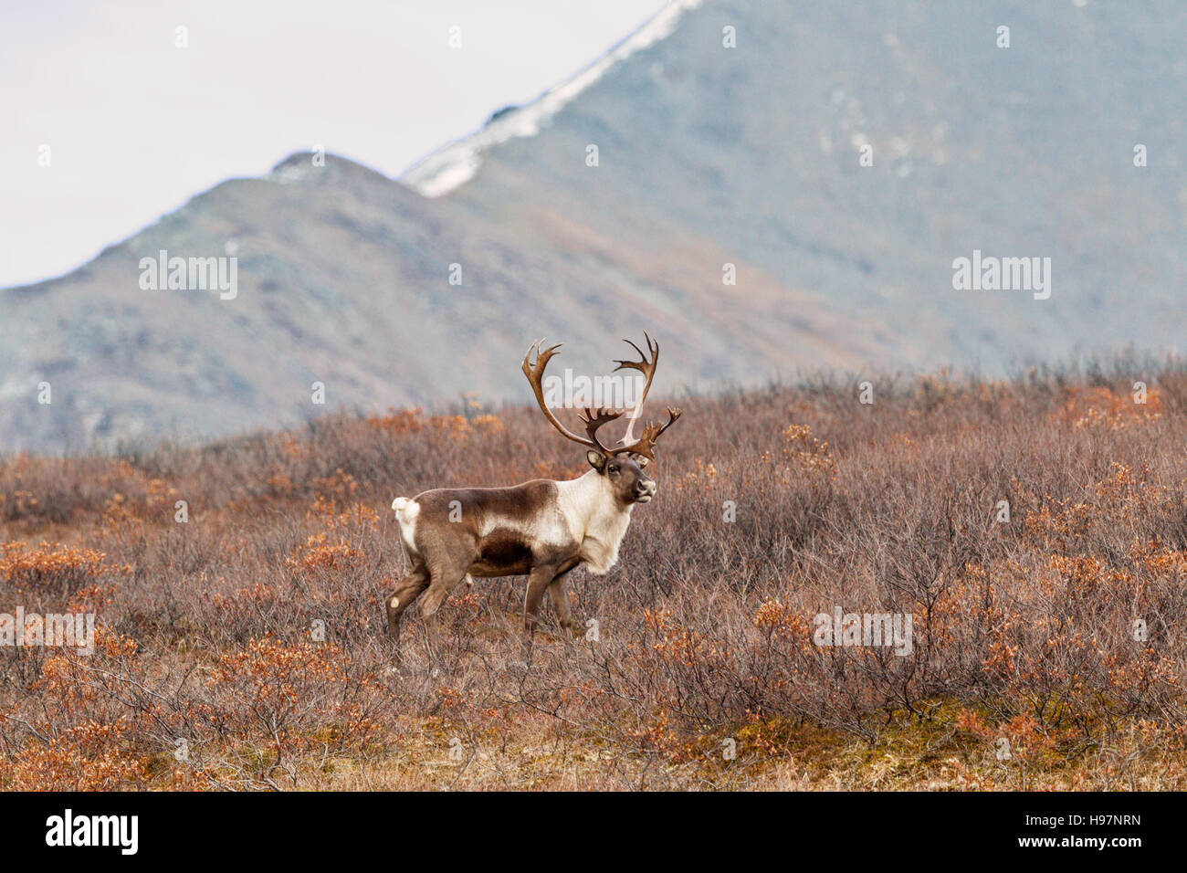 A lone male caribou in the Alaskan Range mountains during the autumn ...